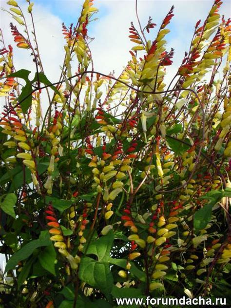 Мина или ипомея. Посев и выращивание.