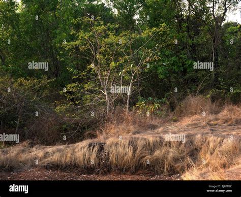 Golden Dried Grass On The Bank Of Lake At Village Kasal District