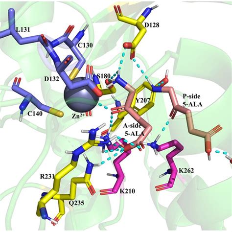 The Single Subunit Structure Model Of C Glutamicum Pbgs Download