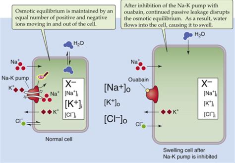 Resting Membrane Potential Threshold And Action Potential Flashcards Quizlet