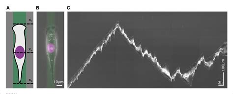 Figure 1 From Mesenchymal Cell Migration On One Dimensional Micropatterns Semantic Scholar