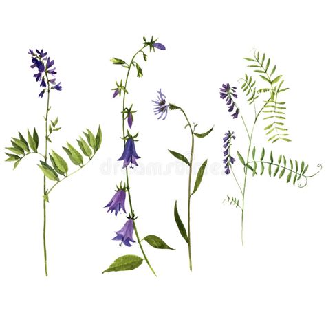 传染媒介套水彩图画植物 向量例证 插画 包括有 植物群 乱画 例证 生态 草本 自然 艺术 80529448