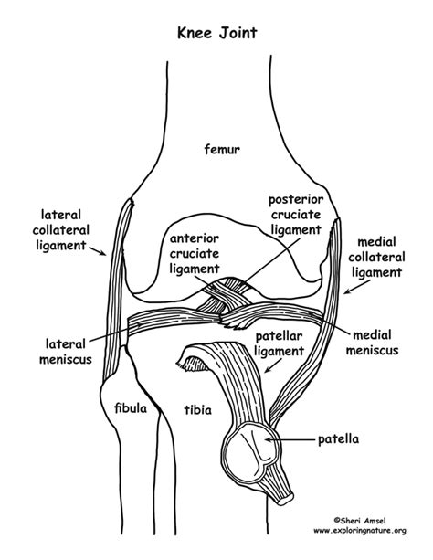 Knee Joint Exploring Nature