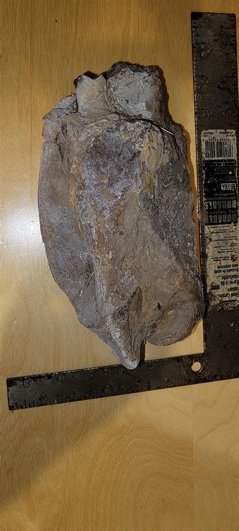 Fossil Vertebrae Of Some Sort R Fossilid