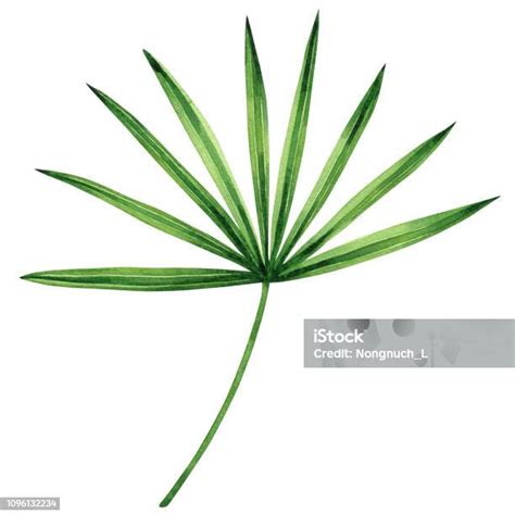 수채화 그림 코코넛 팜 잎 녹색 잎 백색 배경에 고립 수채화 손으로 그린 그림 벽지 빈티지 하와이 스타일 패턴에 대 한 열 대 이국적인 잎 클리핑 경로 붓놀림에 대한 스톡