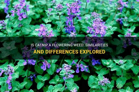 Is Catnip A Flowering Weed Similarities And Differences Explored Shuncy