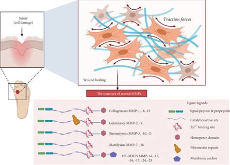 Structure Of Different Types Of Mmps All Mmps Are Characterized By The