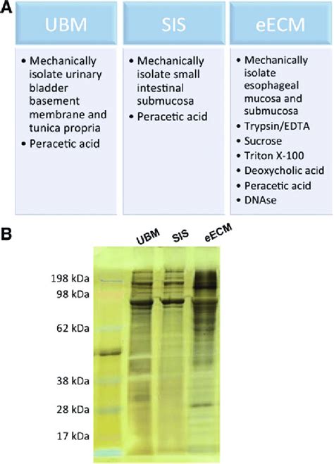 Preparation And Characteristics Of Extracellular Matrix Ecm