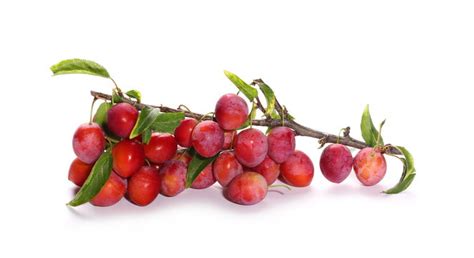 Ringlov 이미지 찾아보기 34 스톡 사진 벡터 및 비디오 Adobe Stock