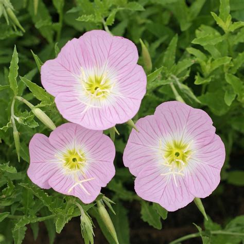 Outsidepride Showy Evening Primrose Seeds 12 Lb