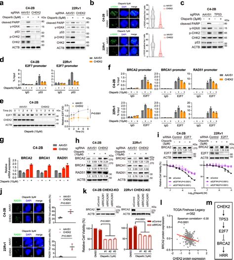 Loss Of Chek2 Tp53 Enhances Hrr Function Through E2f7 Controlled Brca2 Download Scientific
