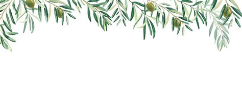 수평 프레임 올리브 가지와 녹색 과일로 테두리 수채화 손으로 그린 그림입니다 메뉴 디자인을 위한 웹 배너 카드 및 초대장