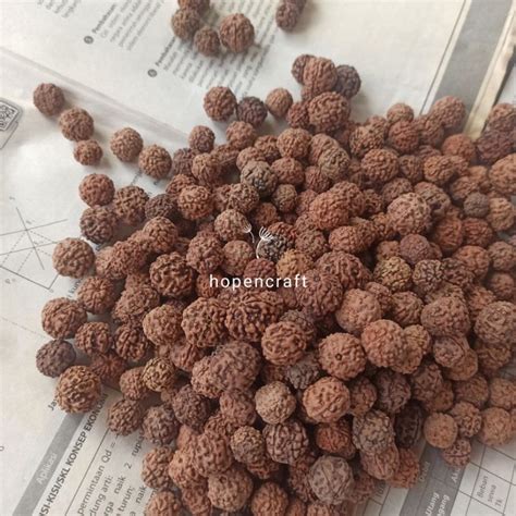 Jual Biji Jenitri Biji Genitri 12 Pcs Shopee Indonesia
