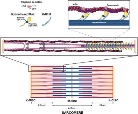 Oxidative Stress And Sarcomeric Proteins Circulation Research