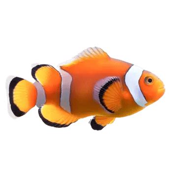 Ikan Nemo Gambar Png File Vektor Dan Psd Unduh Gratis Di Pngtree