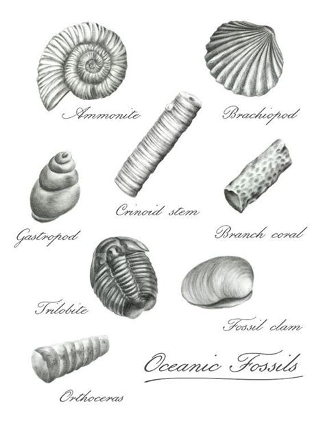 Fossil Drawing Etsy Fossil Art Drawings Sea Creatures Art