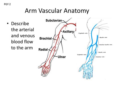Vascular System Arm