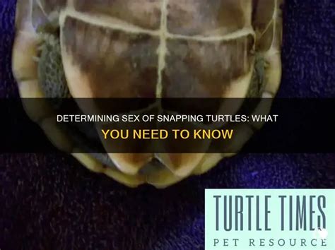 Determining Sex Of Snapping Turtles What You Need To Know Petshun