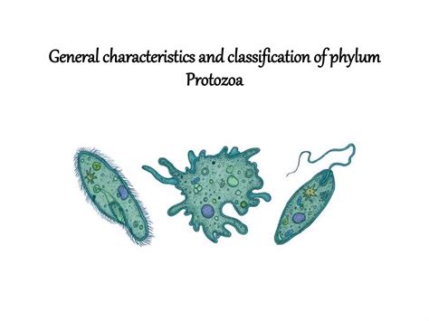 General Characteristics And Classification Of Phylum Protozoa Pptx
