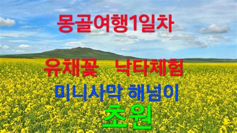 몽골여행1일차 유채꽃낙타초원해넘이 Youtube