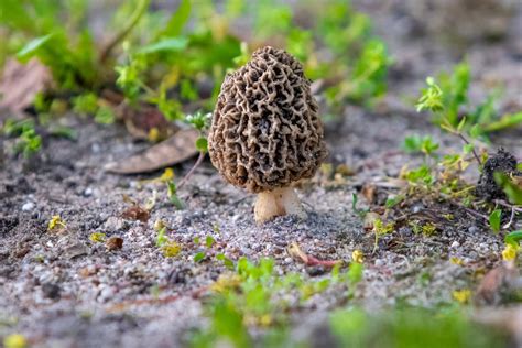 Morel Mushrooms Vs False Morels Stay Safe While Foraging Foraged