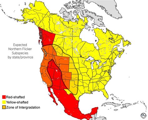 Northern Flicker Intergrades Red Shafted Vs Yellow Shafted Flickers