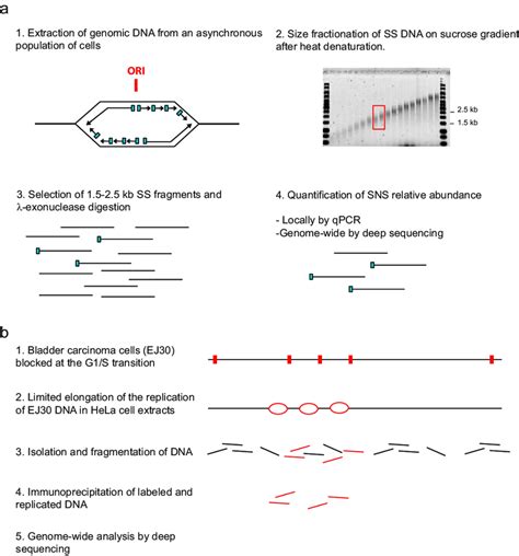 1 Methods For The Genome Wide Mapping Of Replication Origins A