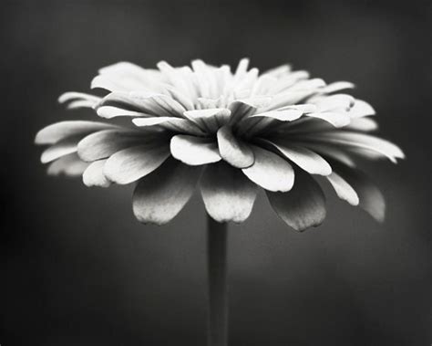 Flower Black And White Photography