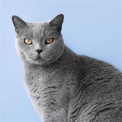 Las Razas De Gatos Más Comunes Conoce Las Razas De Gatos Más Populares