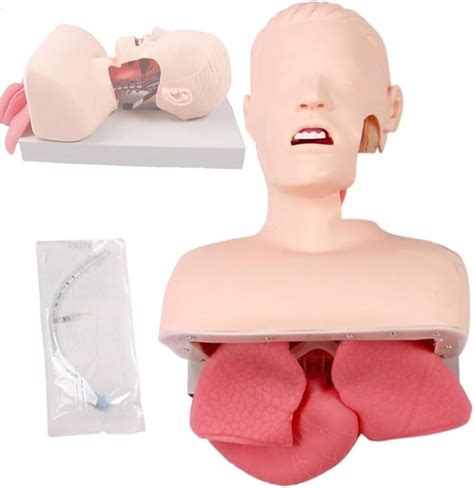 Tracheal Intubation Training Simulator Model Oral Australia Ubuy