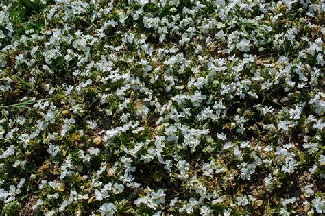 Текстура зеленой травы для фона свежих растений Премиум Фото