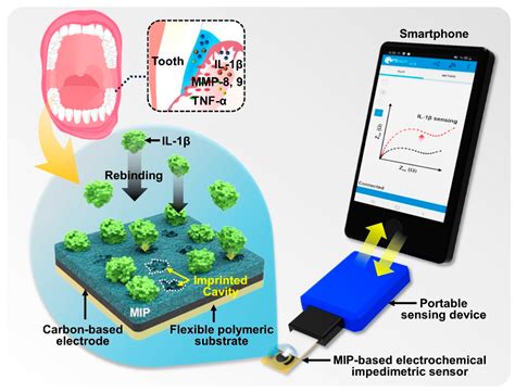 Biosensors Free Full Text Mobile Point Of Care Device Using Molecularly Imprinted Polymer