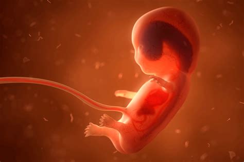 Más De 300 Enfermedades Genéticas Pueden Detectarse Ya Durante El Embarazo