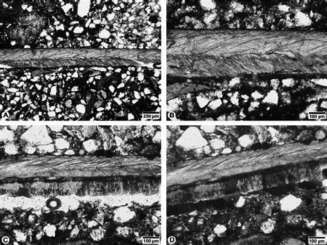Shell Microstructure Of A Right Valve Thin Section Collection Number Download Scientific