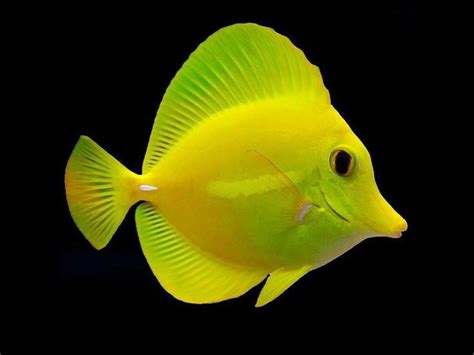 Pin By Rahd2 Y On Fish Mandarin Fish Colorful Fish Marine Fish