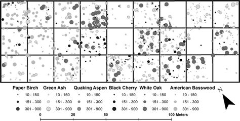 spatial distribution of several tree species within the forest dynamics