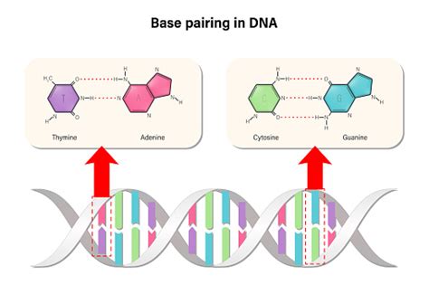 Base Pairing In Dna Dna Nucleotide Dna Double Helix Deoxyribonucleic