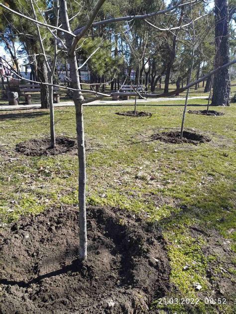 У парках та скверах Дніпровського району відкривають лунки довкола дерев Вечірній Київ