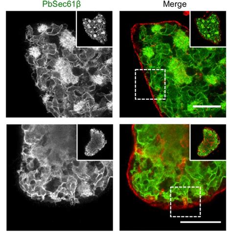 Super Resolution Sted Microscopy Of Double Fluorescent Download