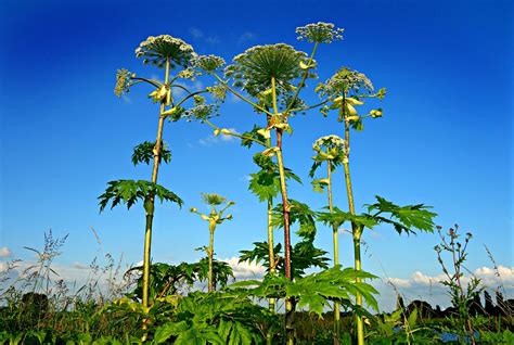 巨型猪草 植物 赫拉克勒姆 Pixabay上的免费照片 Pixabay