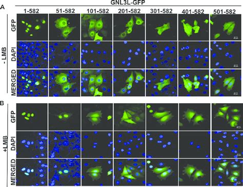 Gnl3l Shuttles Between Nucleus And Cytoplasm And The Export From The