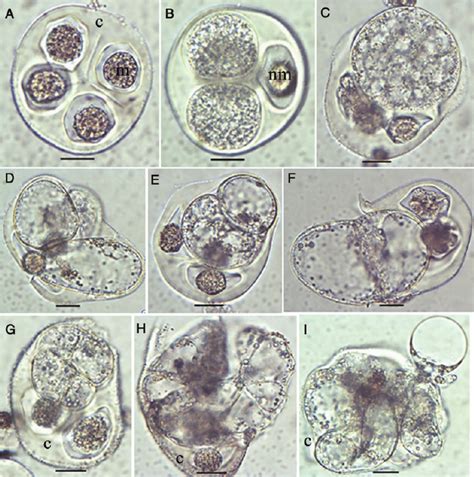 Morphological Aspects Of Microspore Reprogramming In Tetrads Of M
