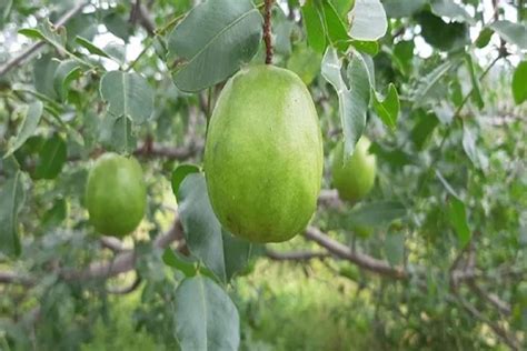 Projeto Da Seagri Fortalece A Cultura Do Umbu Projeto Da Seagri Fortalece A Cultura Do Umbu