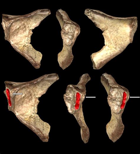 4 Al 288 1ao Au Afarensis Left Pubic Bone The Ventral Sulcus Is