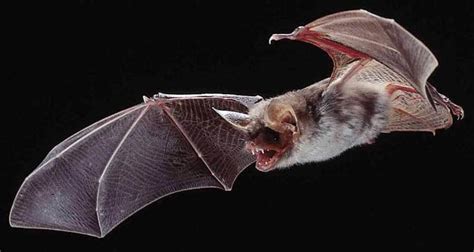 Cómo Percibe El Espacio Un Murciélago Mientras Está Volando
