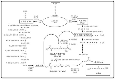 一种生产亚精胺的酿酒酵母工程菌及应用的制作方法