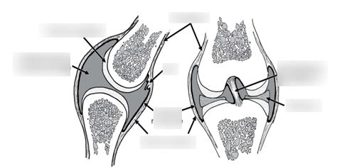 Synovial Joint Diagram Diagram Quizlet