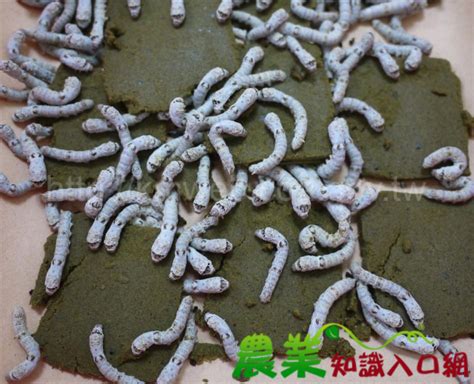 童年回憶變了蠶寶寶飲食也換口味 蠶桑館 農業知識入口網