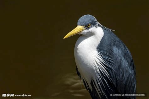 灰鹭特写摄影图鸟类生物世界摄影图库昵图网