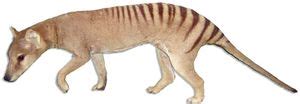 Thylacine Size Photo Sightings And Cloning Britannica
